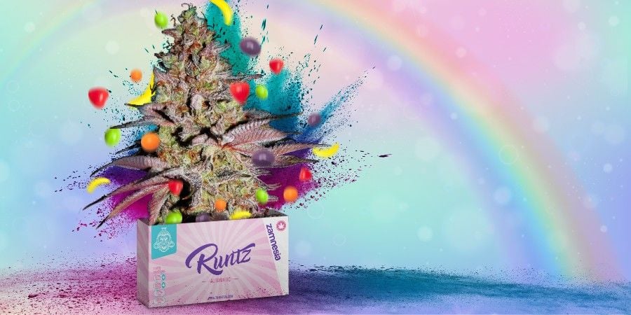 Runtz Automatic | Zamnesia Seeds | Cannabis Seeds - Zamnesia USA